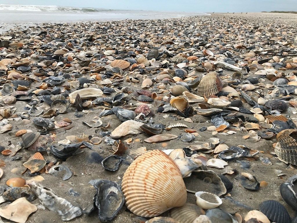North Carolina's Outer Banks blanketed in seashells thanks to Hurricane ...