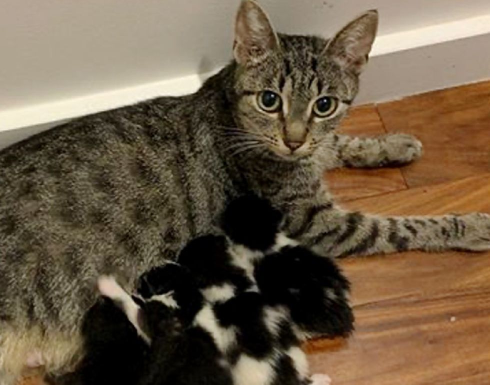 Family Brought Kittens Home, Their Foster Cat Took Them in as Her Own ...