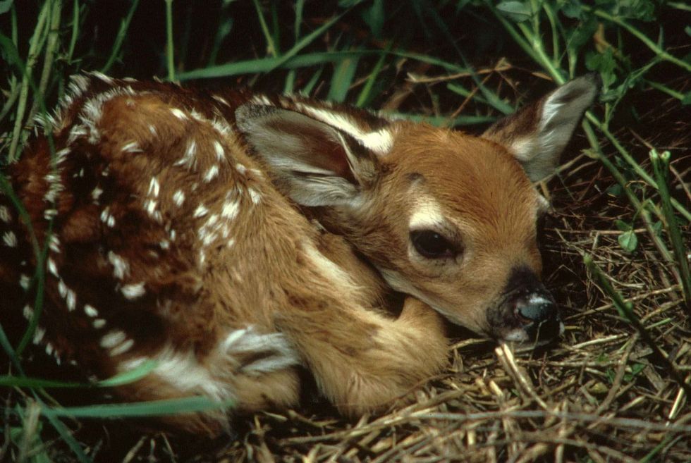 Research shows looking at photos of baby animals improves your mood, so ...