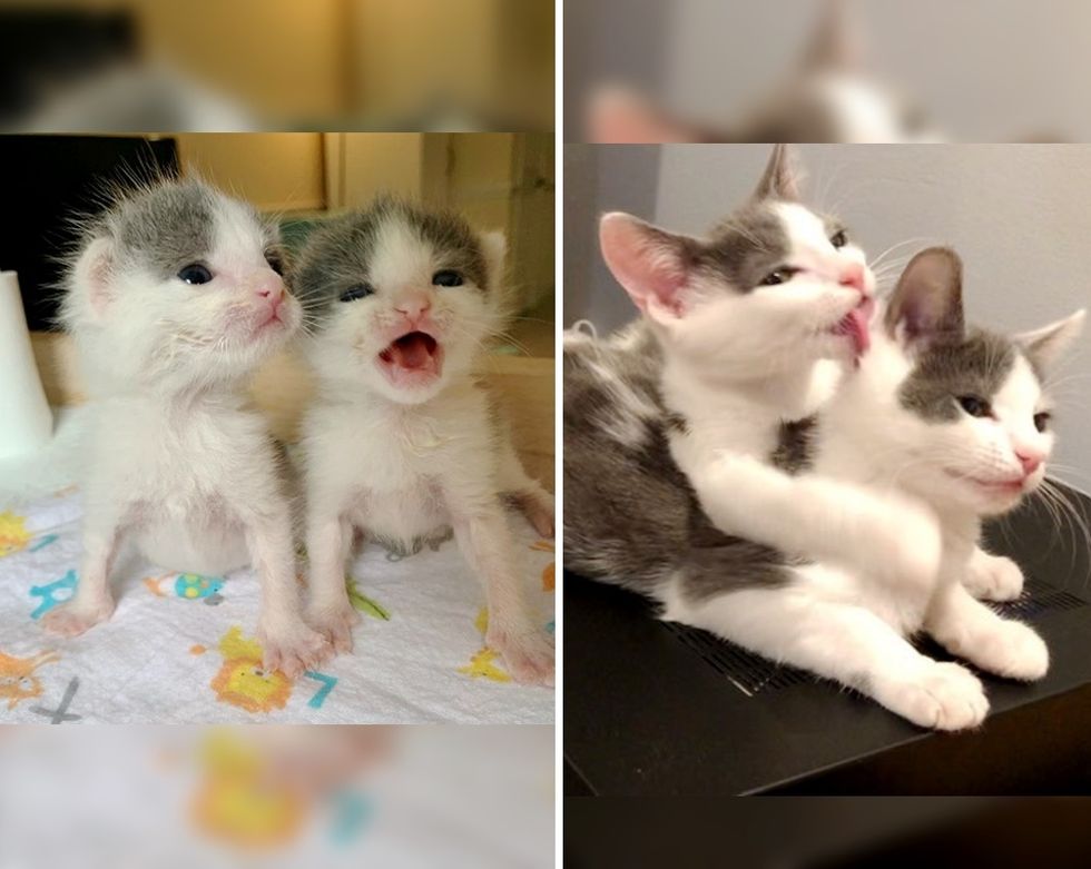 Nearly Identical Kittens Never Leave Each Other's Side After Being ...
