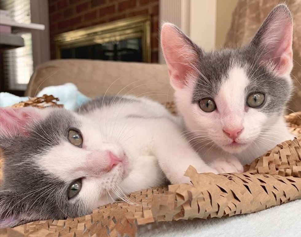 Nearly Identical Kittens Never Leave Each Other's Side After Being ...