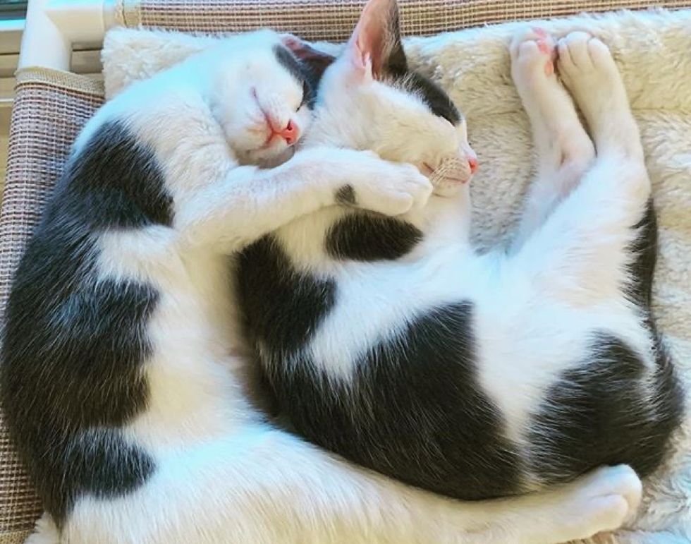 Nearly Identical Kittens Never Leave Each Other's Side After Being ...