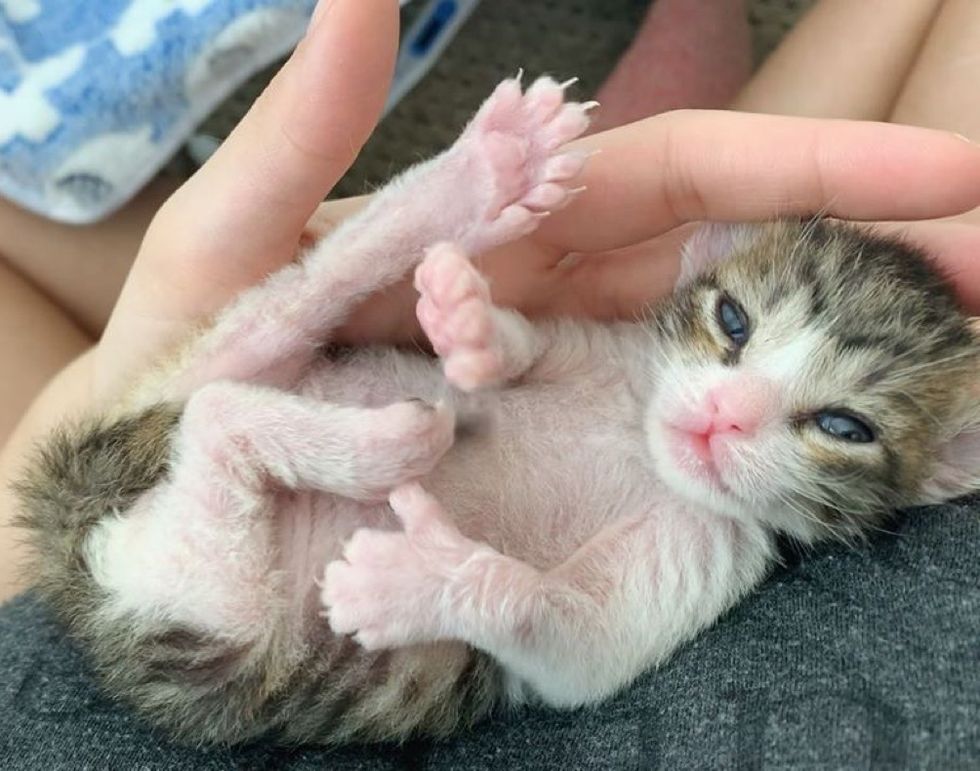 Pint-sized Kitten with Extra Toes is Determined to Thrive After Being ...