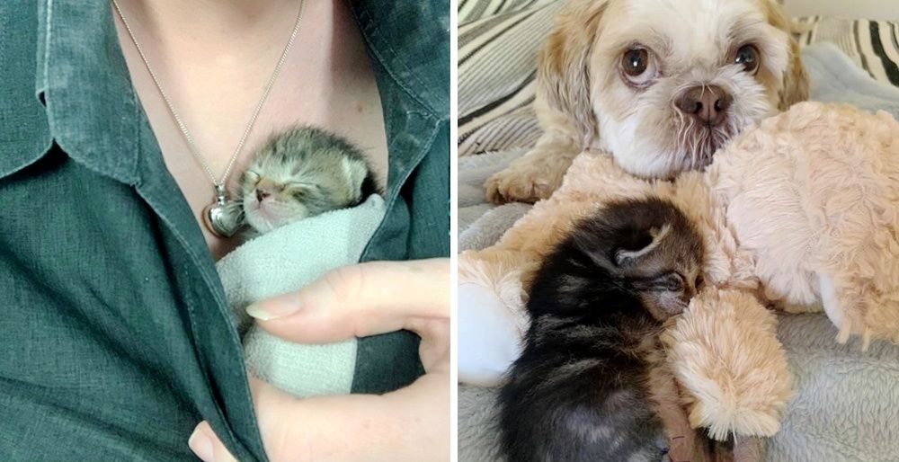 Kitten with 3 Paws and Incredible Will to Live Now Has Nurturing Dog to ...