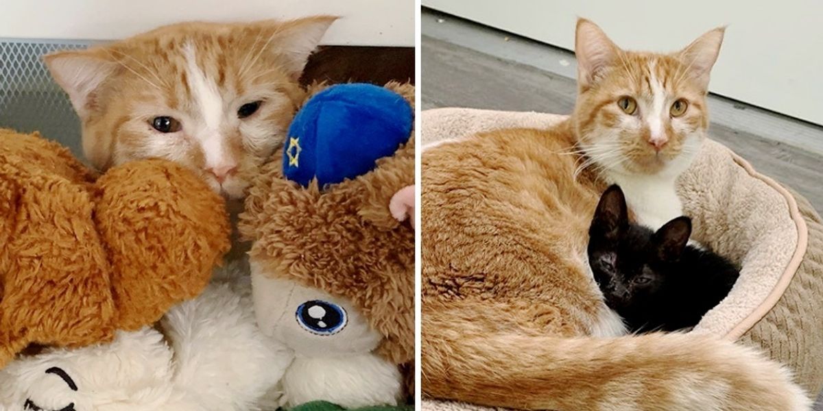 Shy Cat Hides Behind Snuggle Toys Until He Meets Kitten Who Needs a ...