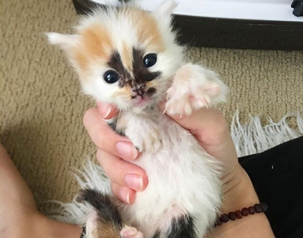 Kitten with Unique Markings Insists on Being Center of Attention After ...