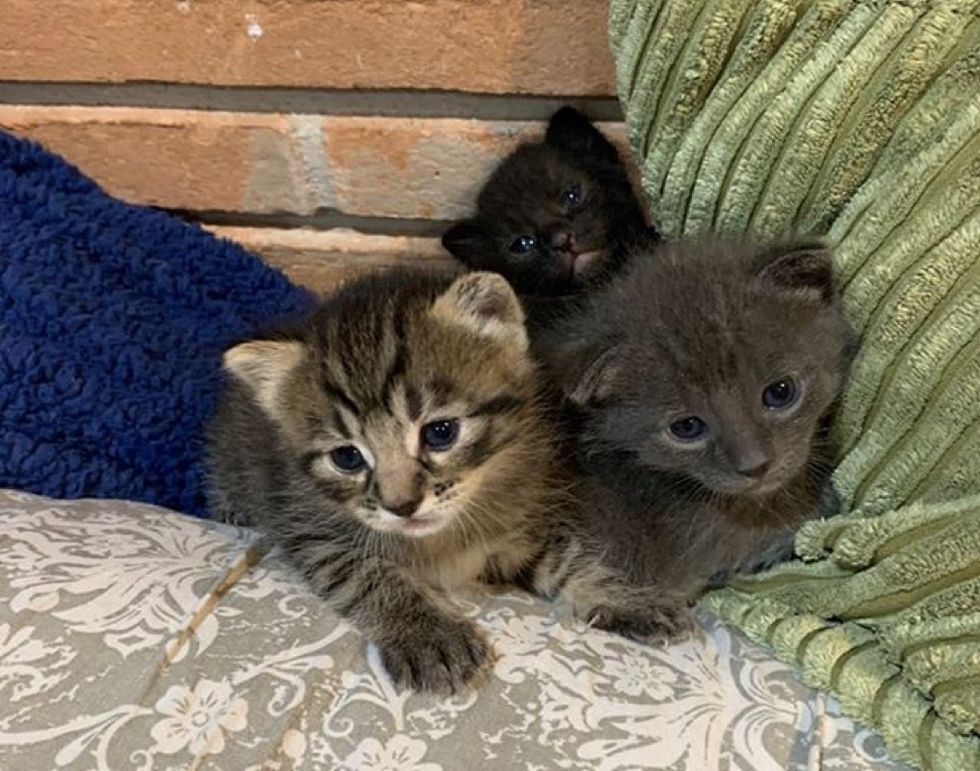 Family Found Stray Cat and Her Newborn Kittens on Their Patio and Knew ...