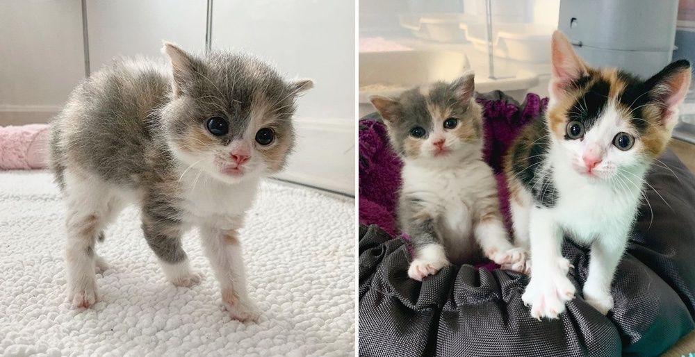 Pint-sized Kitten Has Her Dream Come True with New Sisters After Being ...
