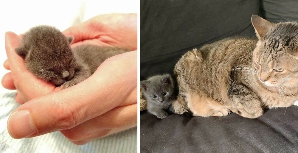 Kitten Found Near Bushes, Bounces Back and Gives Everyone Around Him ...