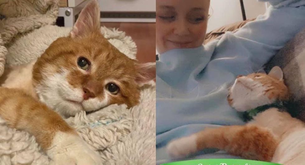 Cat with 3 Legs Went Back to House Where He Discovered Kindness, and ...