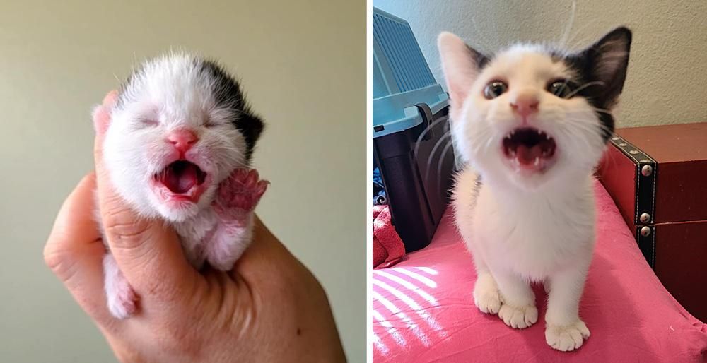 Kitten Found Outside, Asks Everyone for Attention and Hopes They Notice ...