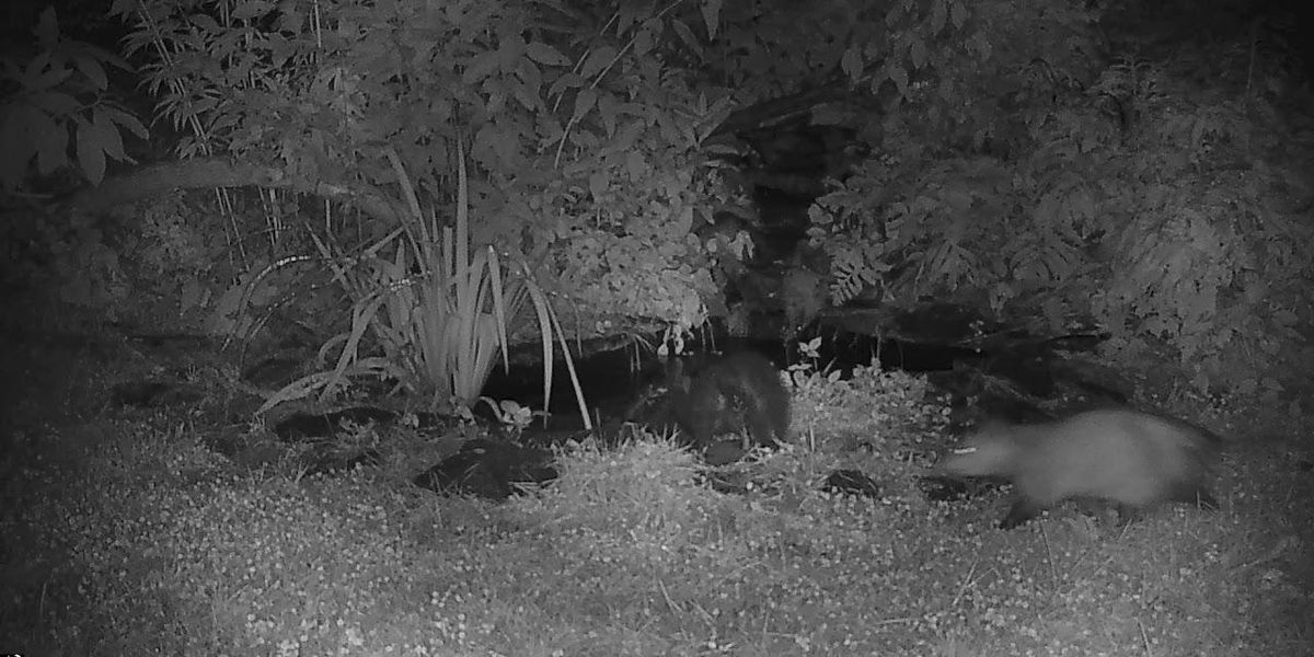 Possum sneaks up on skunk, pushes him into pond in hilarious trail cam ...