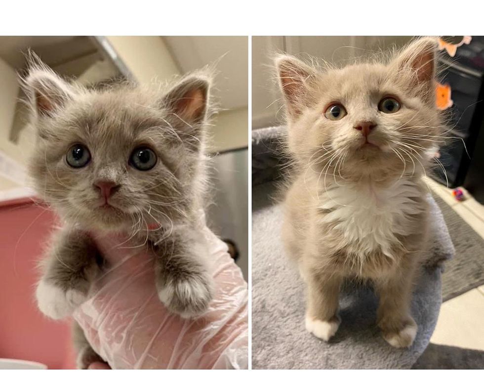 Kitten with Fuzzy Hair and Unbridled Energy Thrives With Help of Other ...
