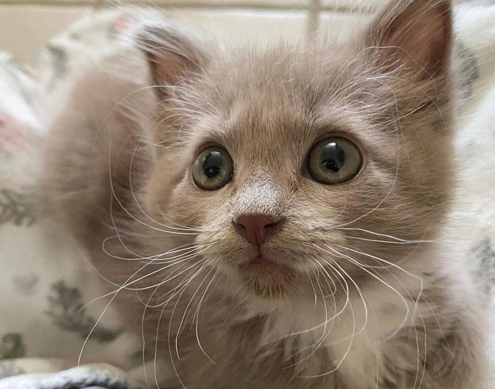 Kitten with Fuzzy Hair and Unbridled Energy Thrives With Help of Other ...
