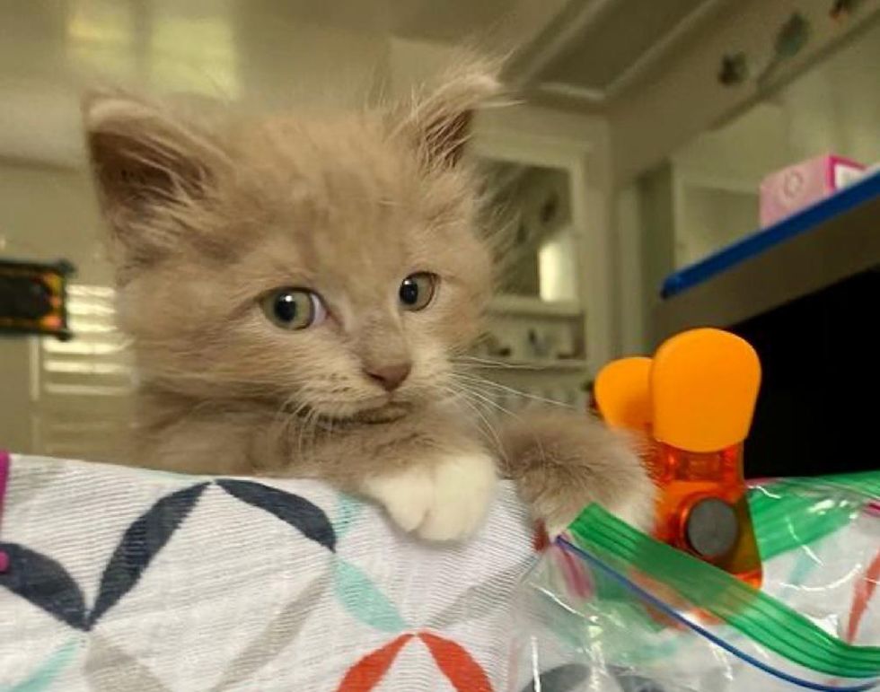 Kitten with Fuzzy Hair and Unbridled Energy Thrives With Help of Other ...