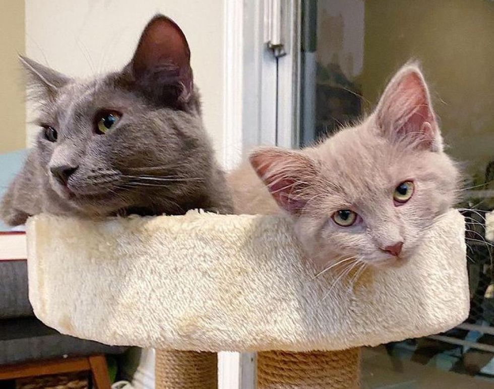 Kitten with Fuzzy Hair and Unbridled Energy Thrives With Help of Other ...