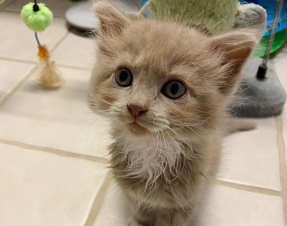 Kitten with Fuzzy Hair and Unbridled Energy Thrives With Help of Other ...