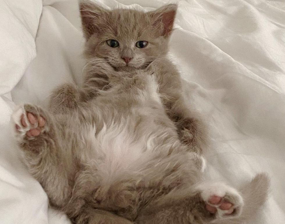 Kitten with Fuzzy Hair and Unbridled Energy Thrives With Help of Other ...