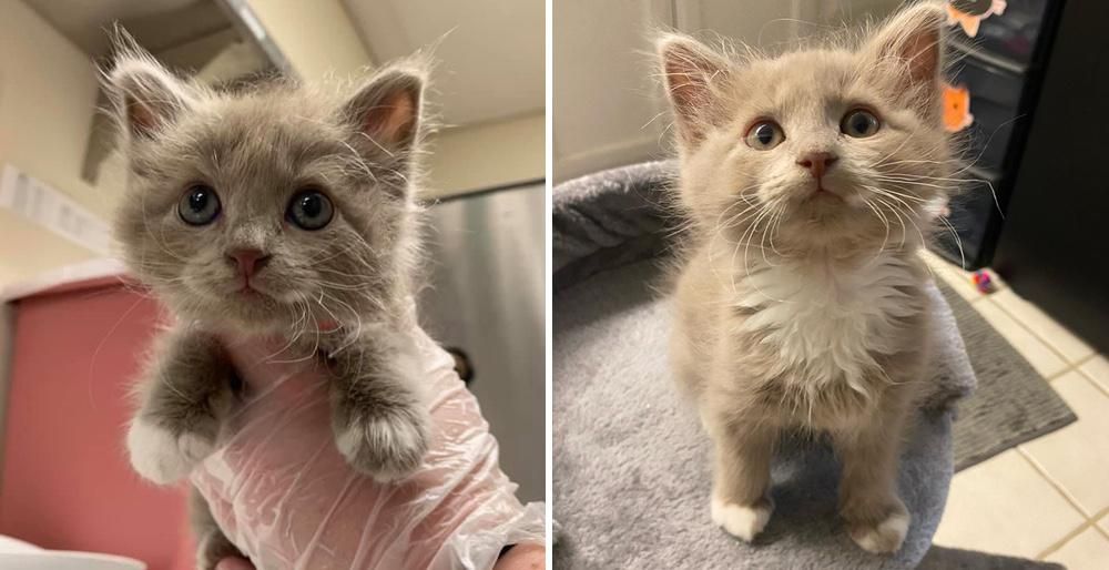 Kitten with Fuzzy Hair and Unbridled Energy Thrives With Help of Other ...