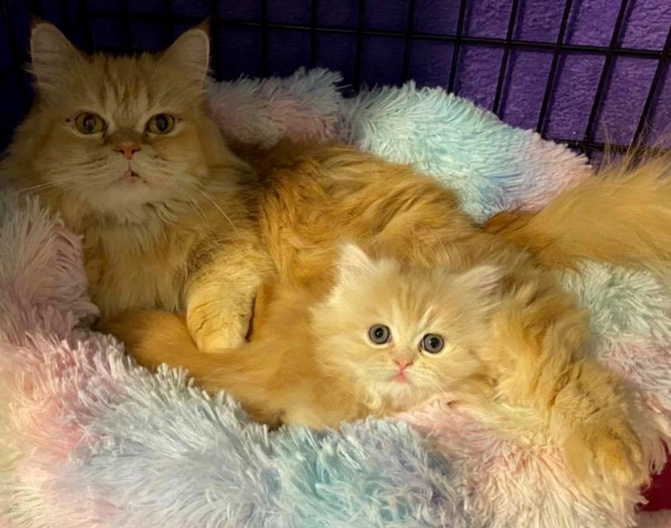 Cat Dotes on Her Only Kitten in Foster Home and So Happy They Will ...