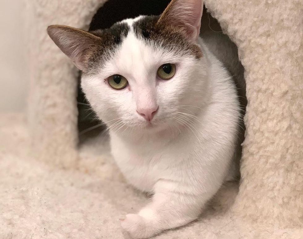 Cat with Stubby Paws Hops His Way into Hearts of So Many After Being ...