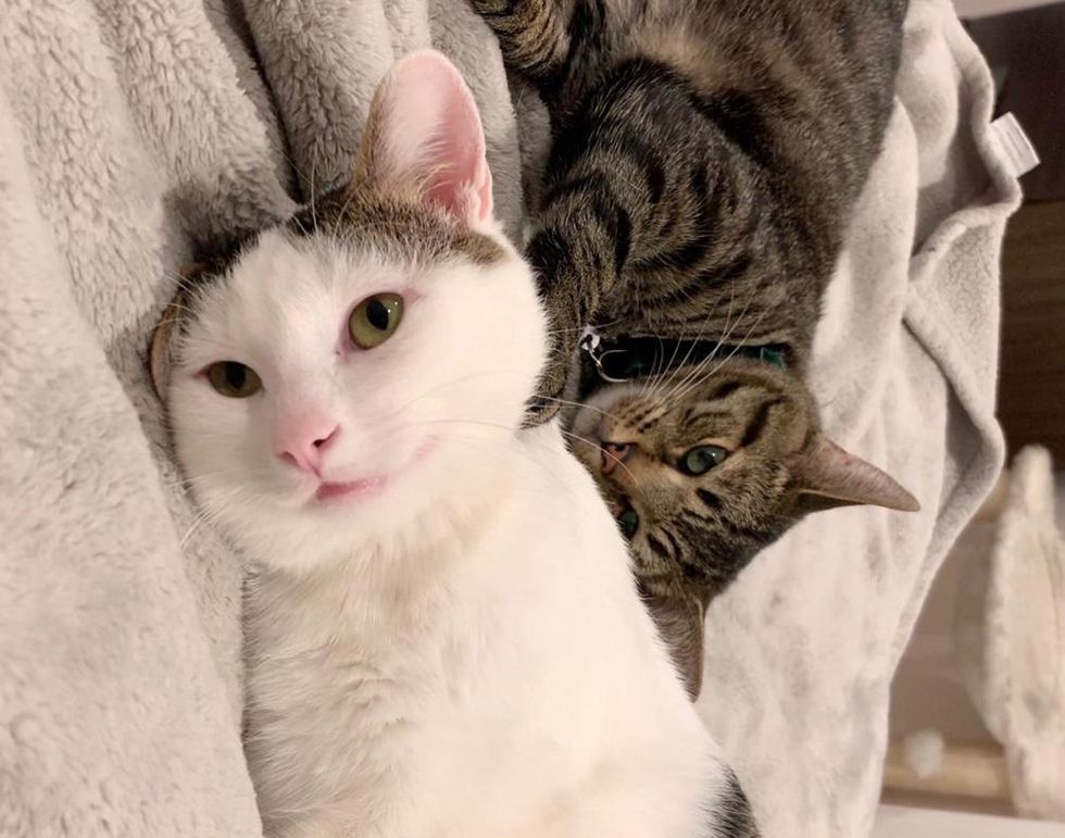 Cat with Stubby Paws Hops His Way into Hearts of So Many After Being ...