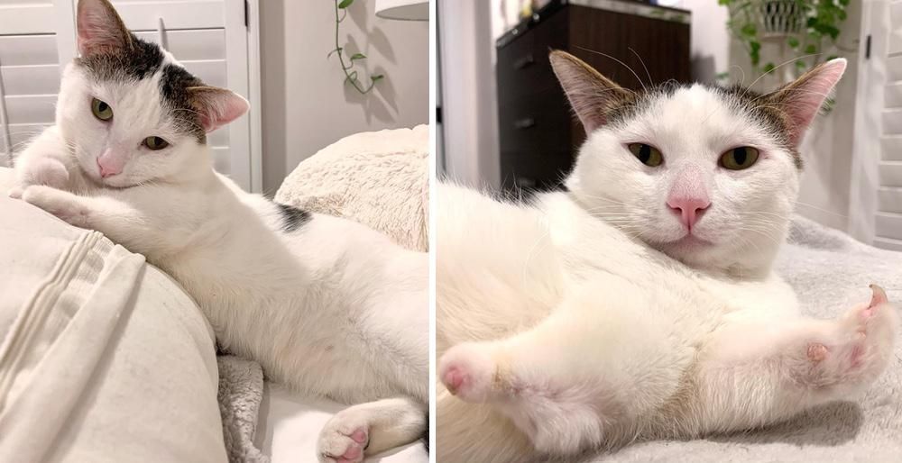 Cat with Stubby Paws Hops His Way into Hearts of So Many After Being ...