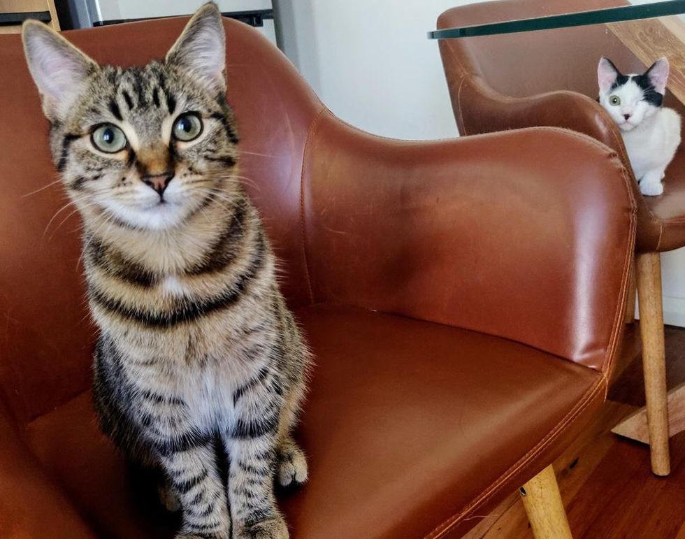 Kitten Bounces Back from Being So Tiny and Becomes Sweetest Friends ...