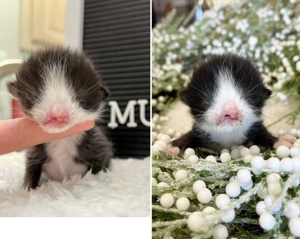 Kitten with Sweet Face is Given Fighting Chance and Determined to ...