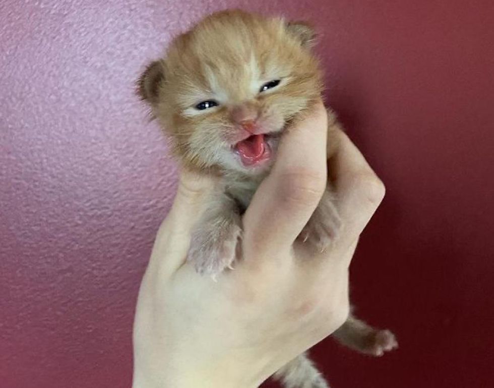 Kitten Born in Shelter as Only Baby, Learns to Be a Cat with Help from ...