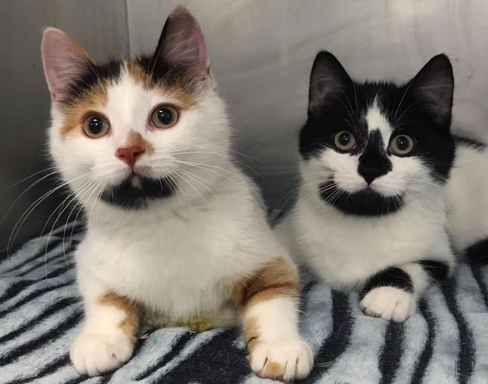 Kittens with Cute Goatees Never Leave Each Other, from Wandering the ...