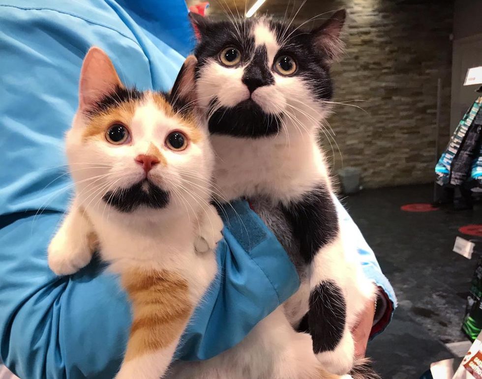 Kittens with Cute Goatees Never Leave Each Other, from Wandering the ...