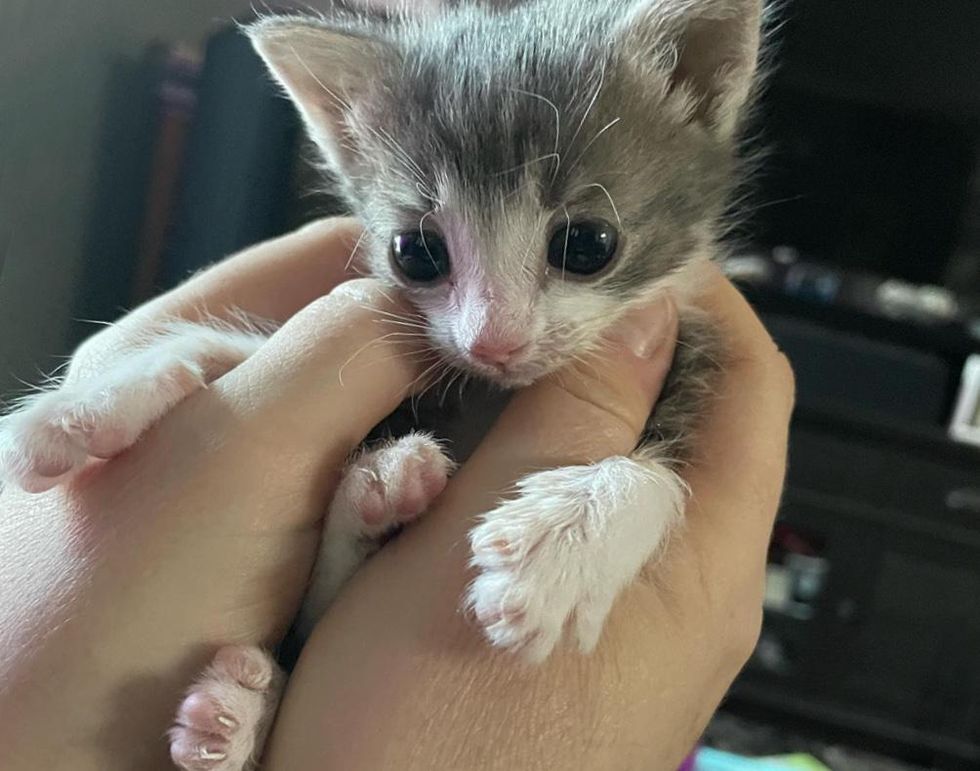 Wobbly Kitten with Determined Effort Gets Back on His Paws and Walks ...