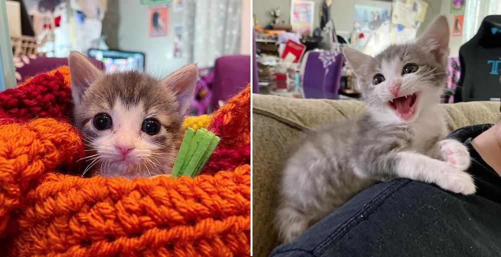 Wobbly Kitten with Determined Effort Gets Back on His Paws and Walks ...