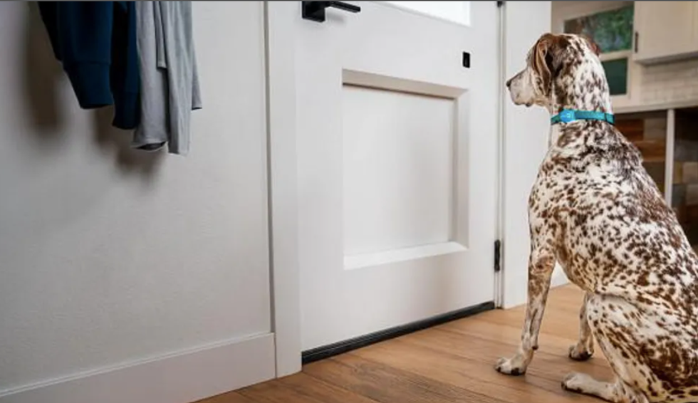 5 best pet toys and devices for owners who work from home - Gearbrain