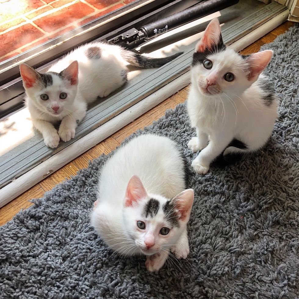 Kittens with Cow Markings Thrive Together with Help of Family and ...