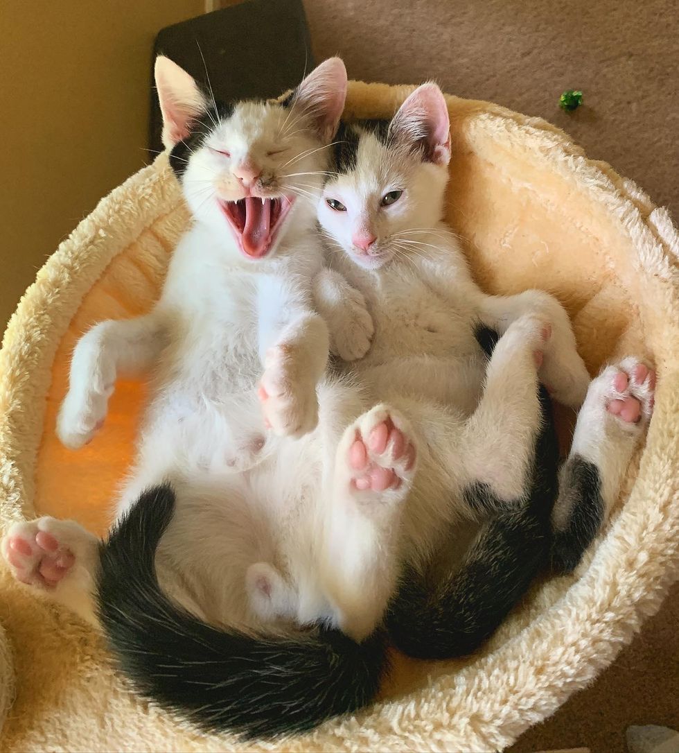 Kittens with Cow Markings Thrive Together with Help of Family and ...