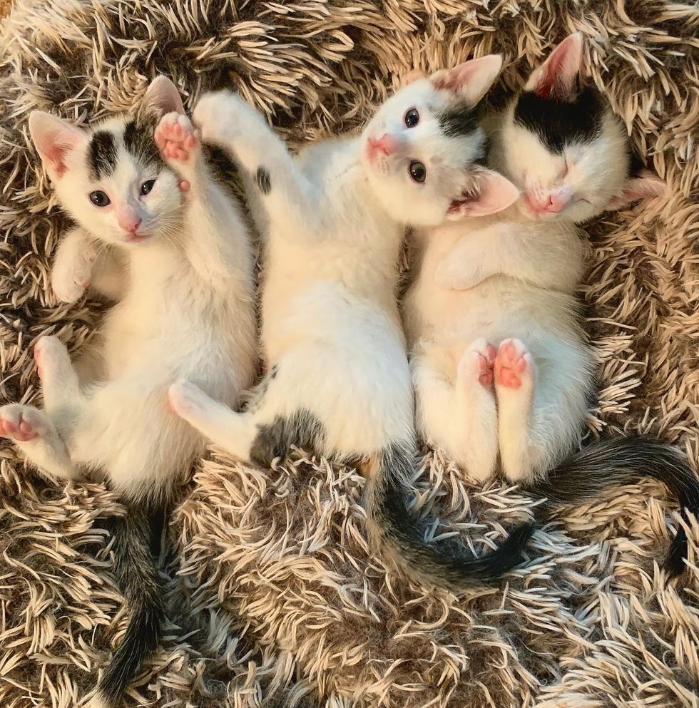 Kittens with Cow Markings Thrive Together with Help of Family and ...