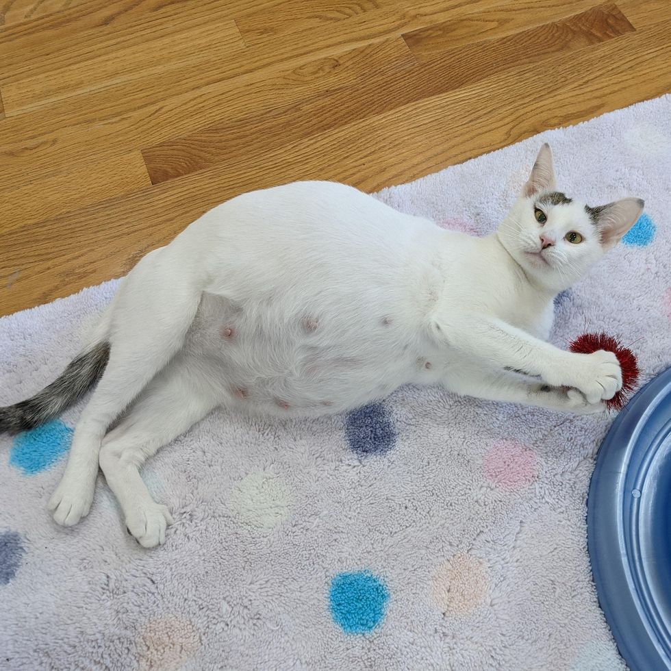 Cat Beaming with Joy When She Finds Perfect Family to Help Her Kittens ...