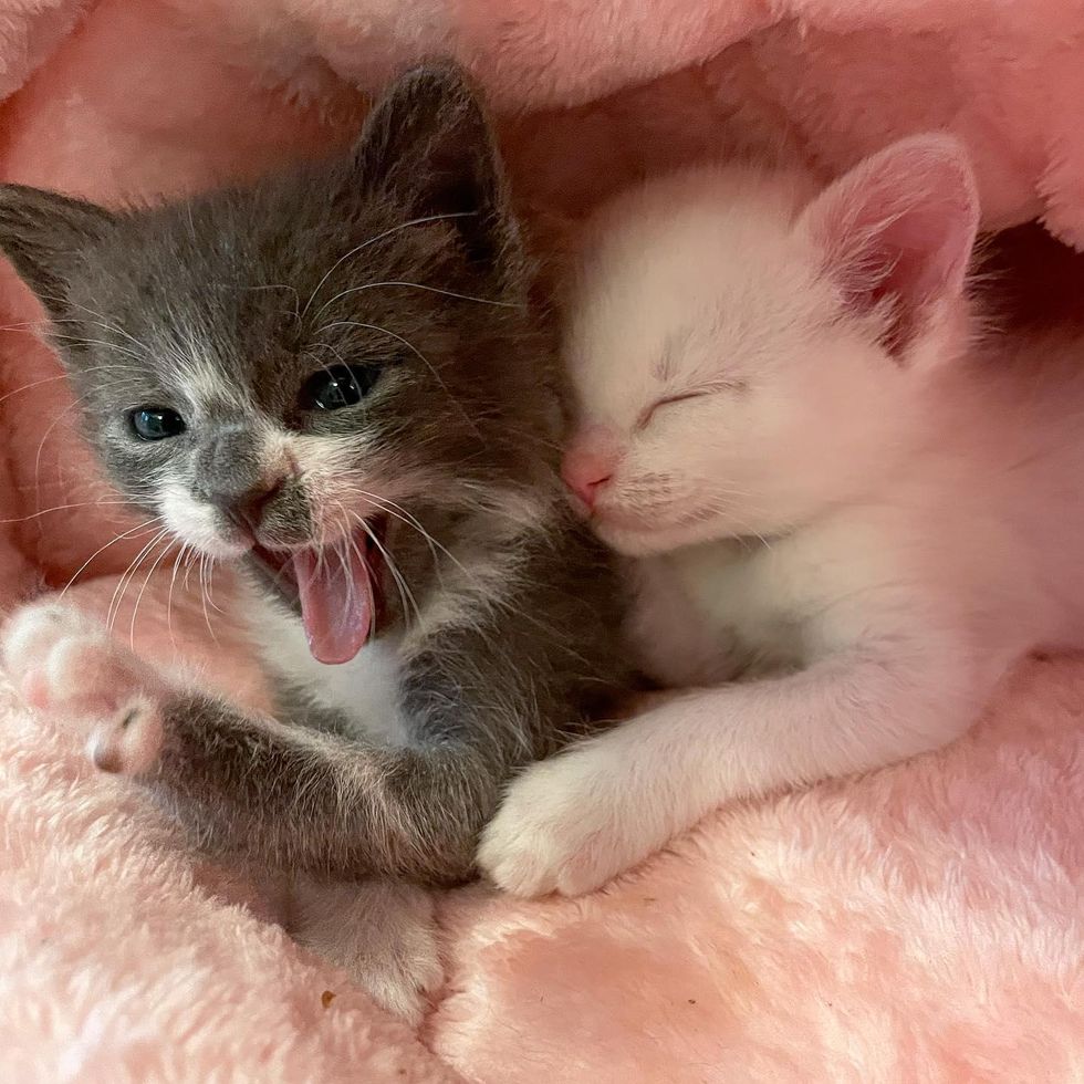 Kittens Drenched and Cold Brought Back from the Brink By Family that ...