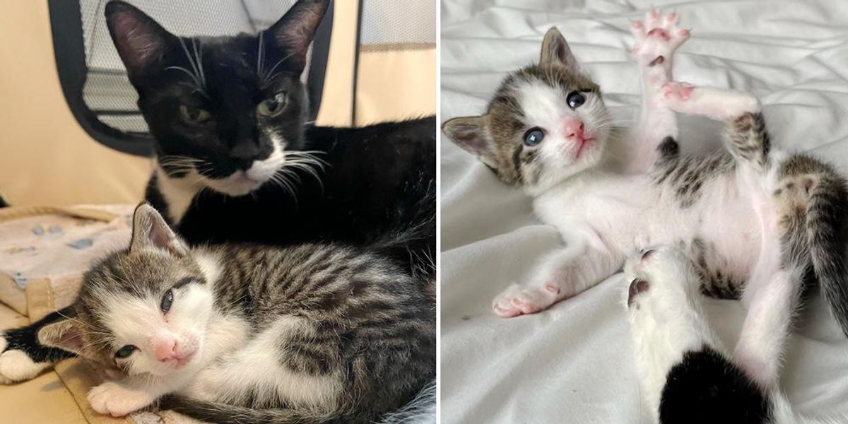 Cat Keeps Her Only Kitten Close Every Step of the Way and Hopes for ...