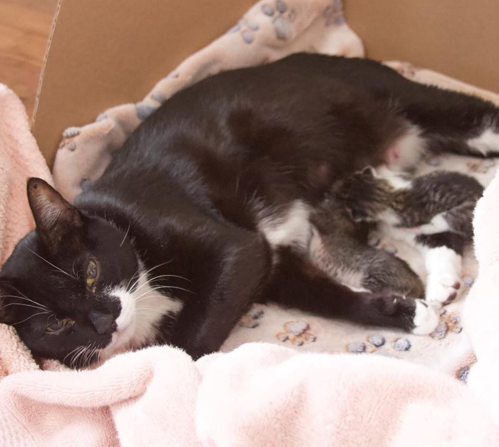 Cat Keeps Her Only Kitten Close Every Step of the Way and Hopes for ...