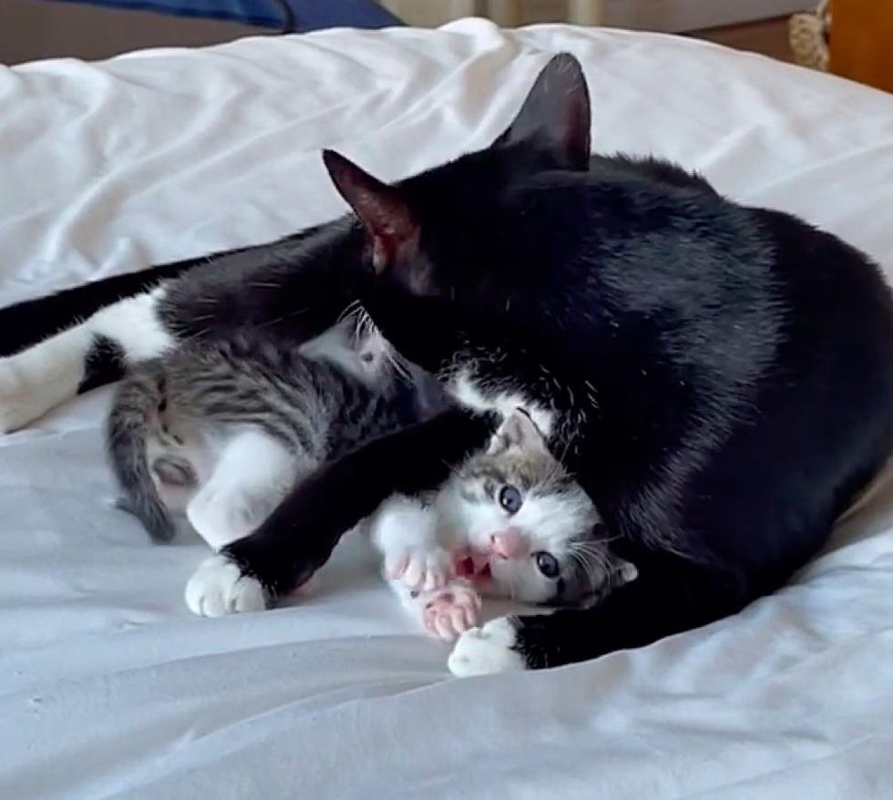 Cat Keeps Her Only Kitten Close Every Step of the Way and Hopes for ...