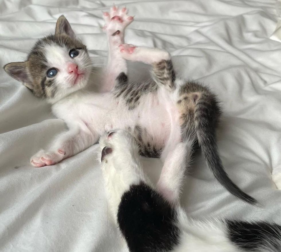 Cat Keeps Her Only Kitten Close Every Step of the Way and Hopes for ...