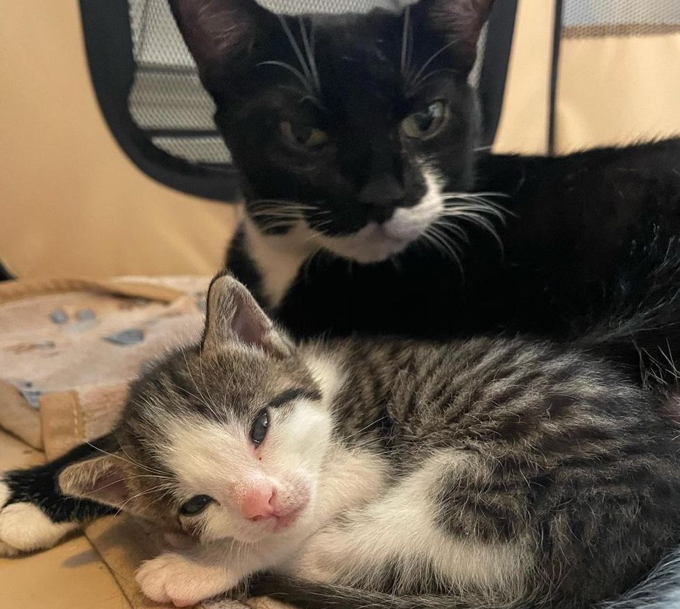Cat Keeps Her Only Kitten Close Every Step of the Way and Hopes for ...