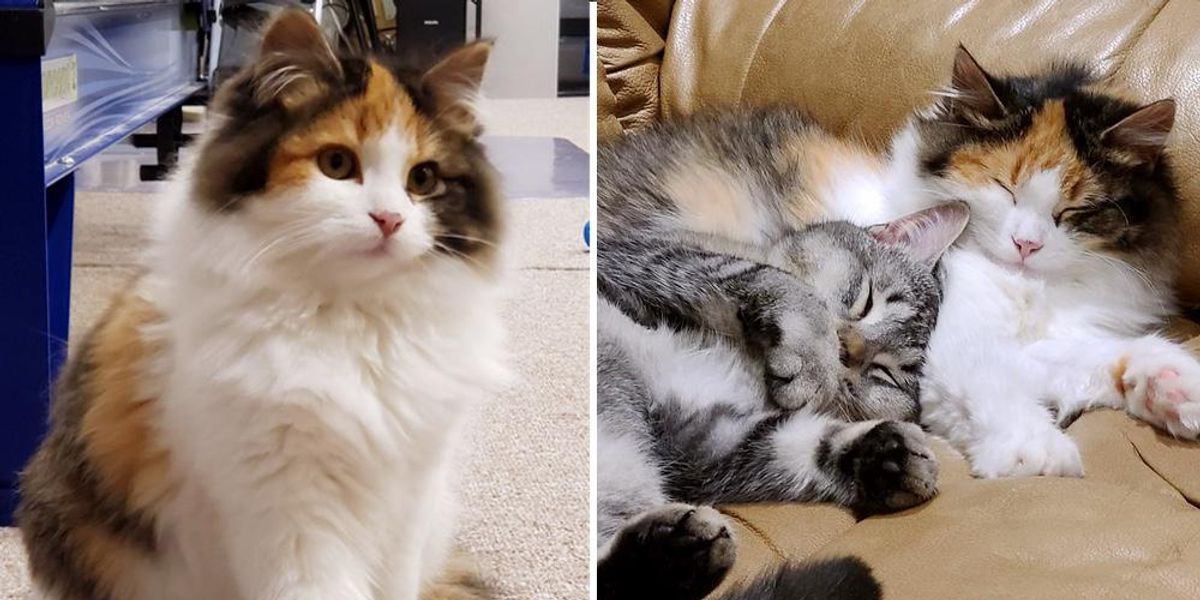 Kittens Went Through Street Life Together, Now Help Each Other Be Brave ...