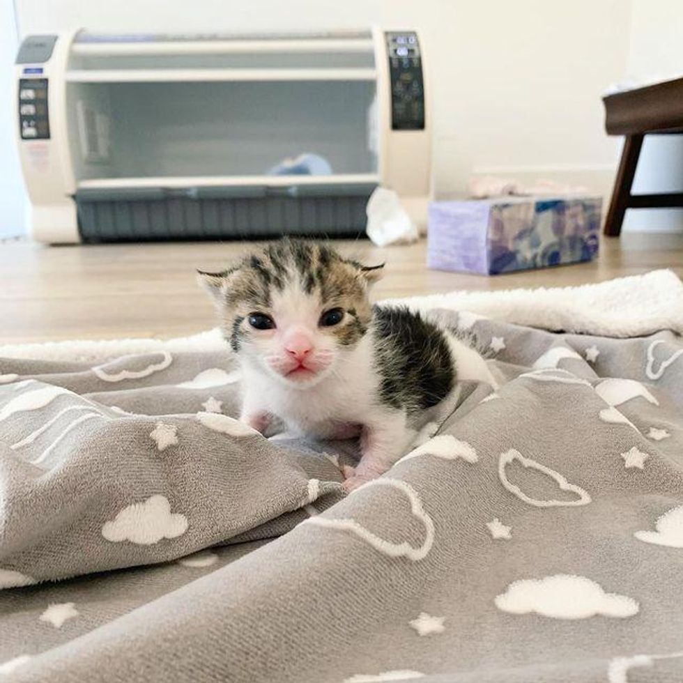Kitten Found Outside in the Cold Just in Time, Transforms into Sweetest ...