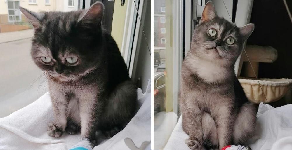 Cat Who Was Misunderstood for Her Grumpy Face, Finds Family of Her ...