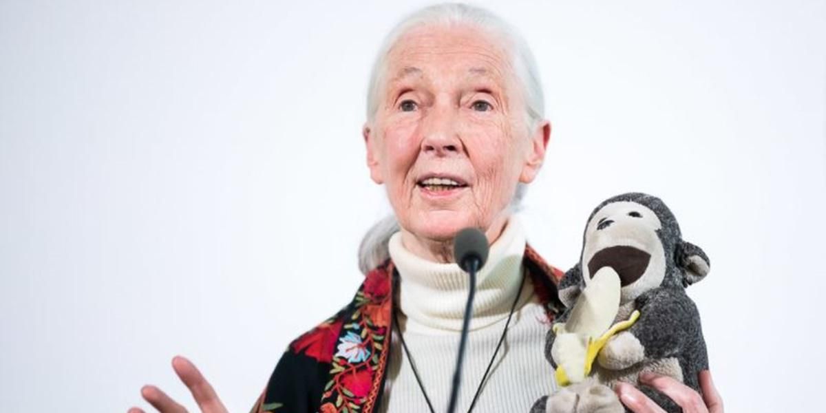 Jane Goodall shares her secrets on how to lead a full life - Upworthy
