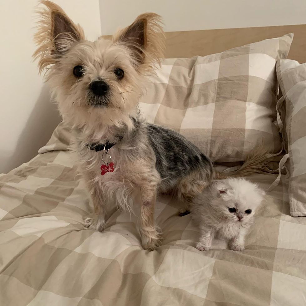 Kitten with 3 Paws Shows Incredible Strength and Wins Over Vet Who ...